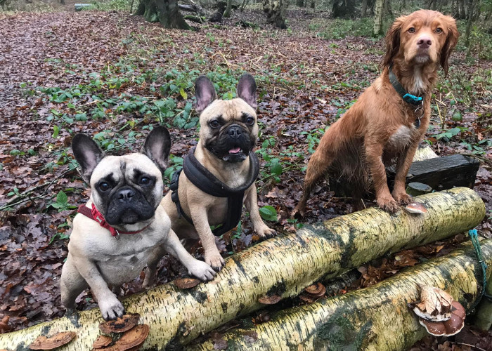 How Much Do People Charge For Dog Walking Uk